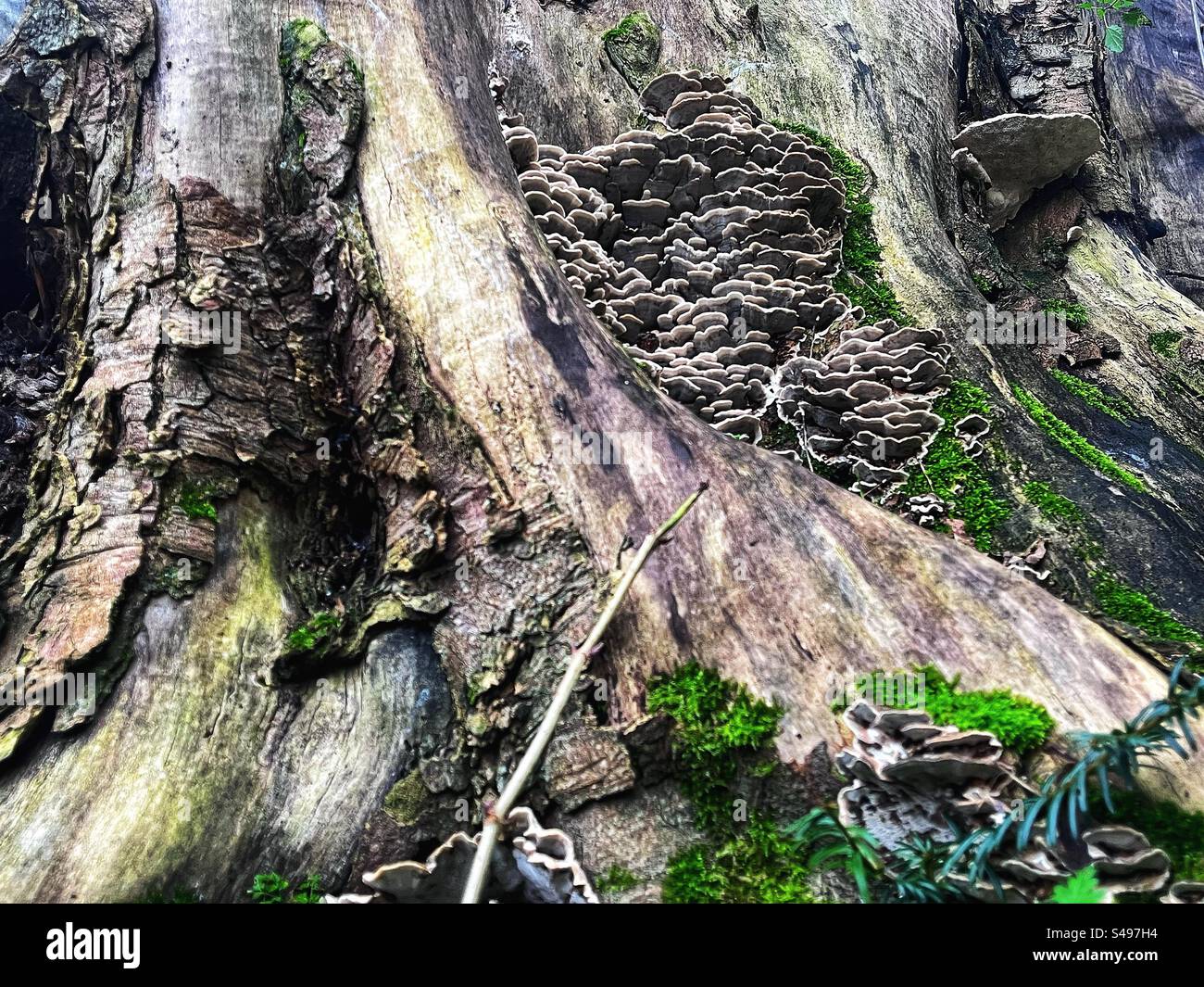 Bracket fungi is a shelf fungus seen on a tree in Kent - the Garden of ...