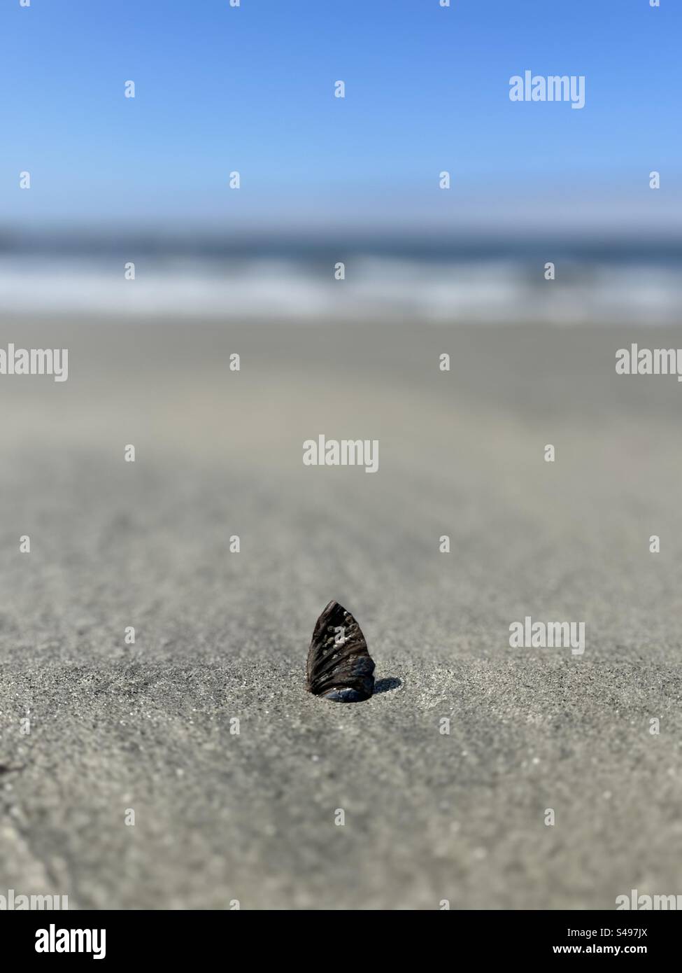 A Shell 1- a zoomed out photo of a in focus shell which a beach in a ...