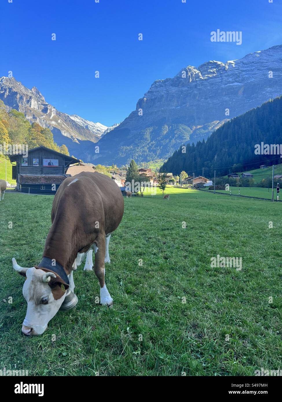 Swiss cow bell hi-res stock photography and images - Alamy