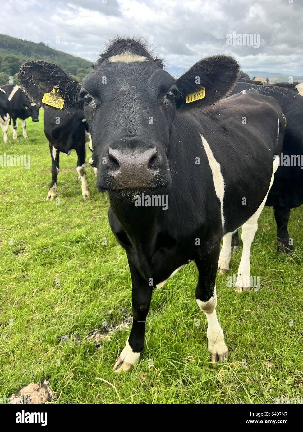 Curious cow hi-res stock photography and images - Alamy