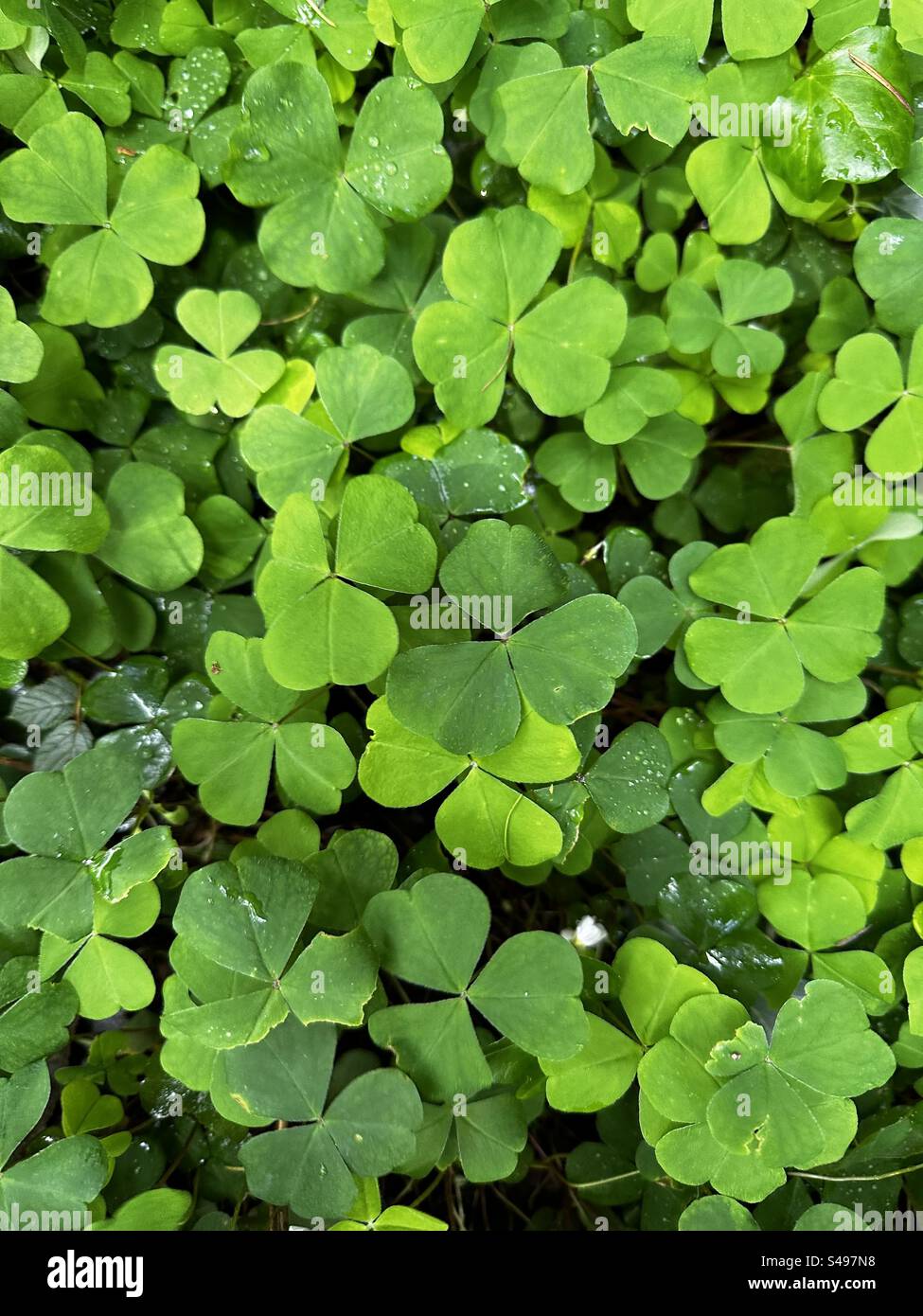 Irish clover hi-res stock photography and images - Alamy
