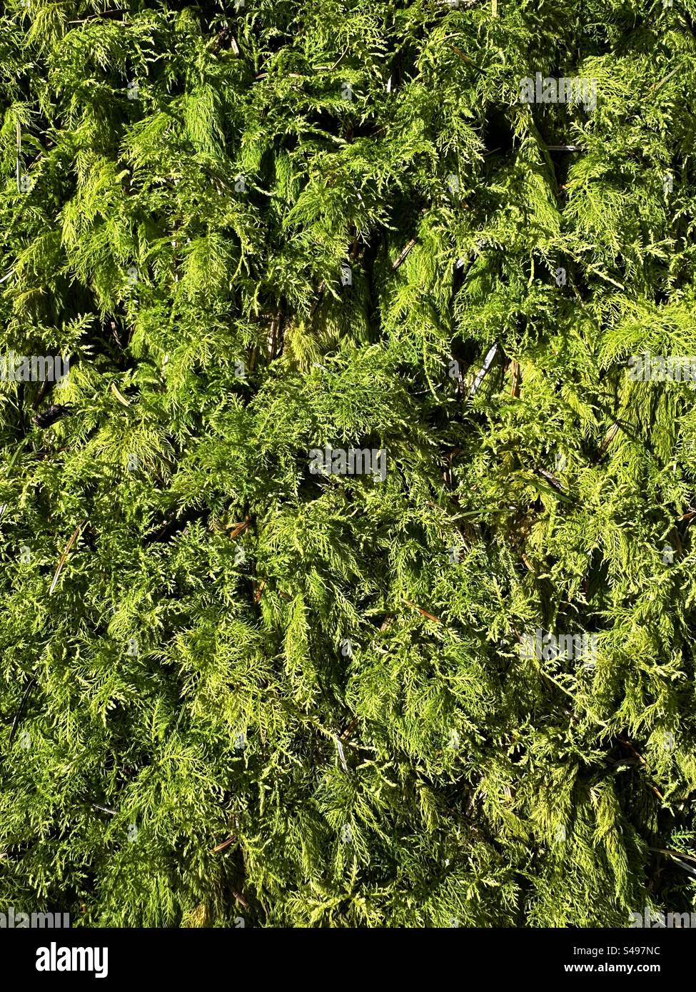 Irish texture hi-res stock photography and images - Alamy