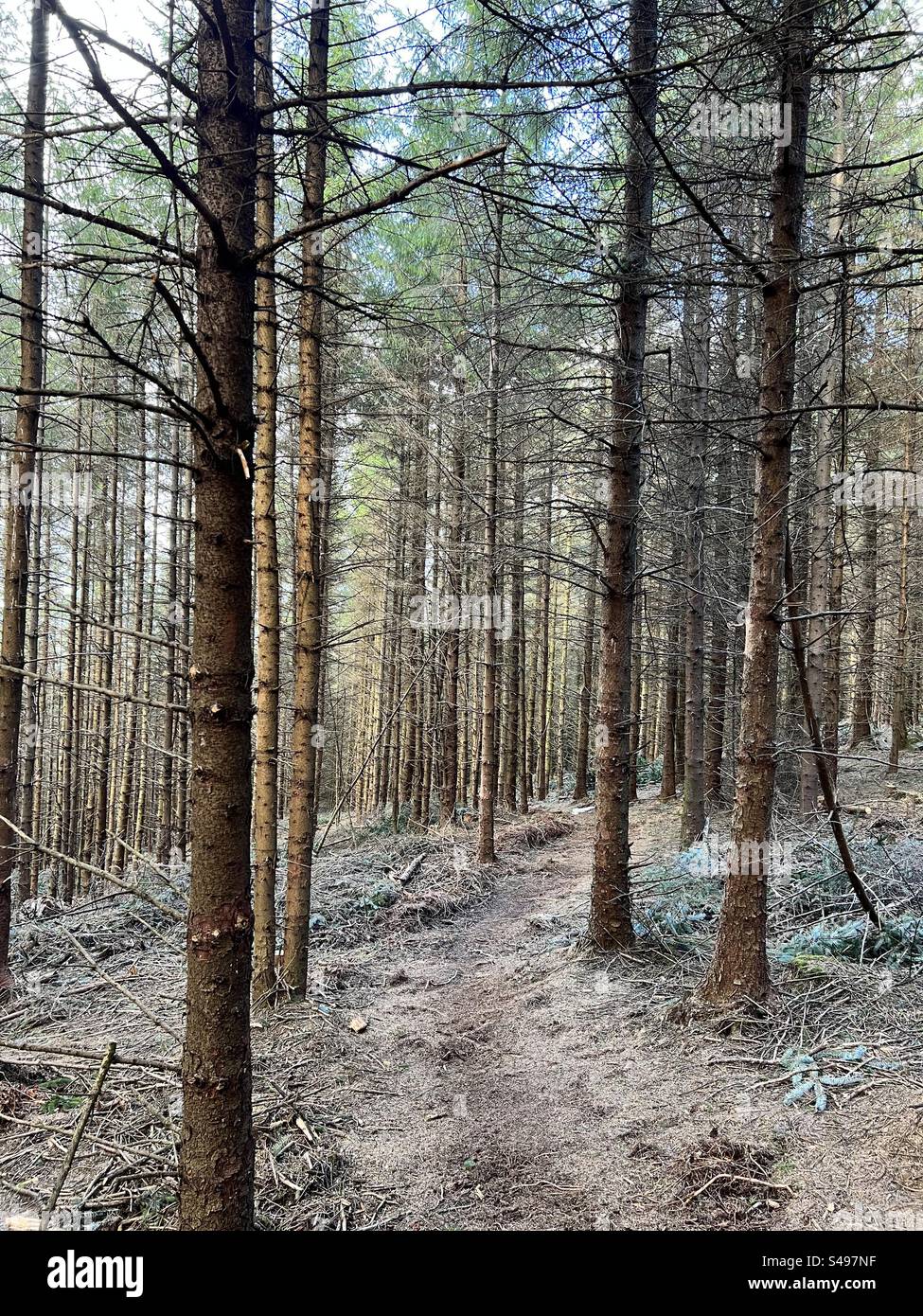 Cold woods hi-res stock photography and images - Alamy