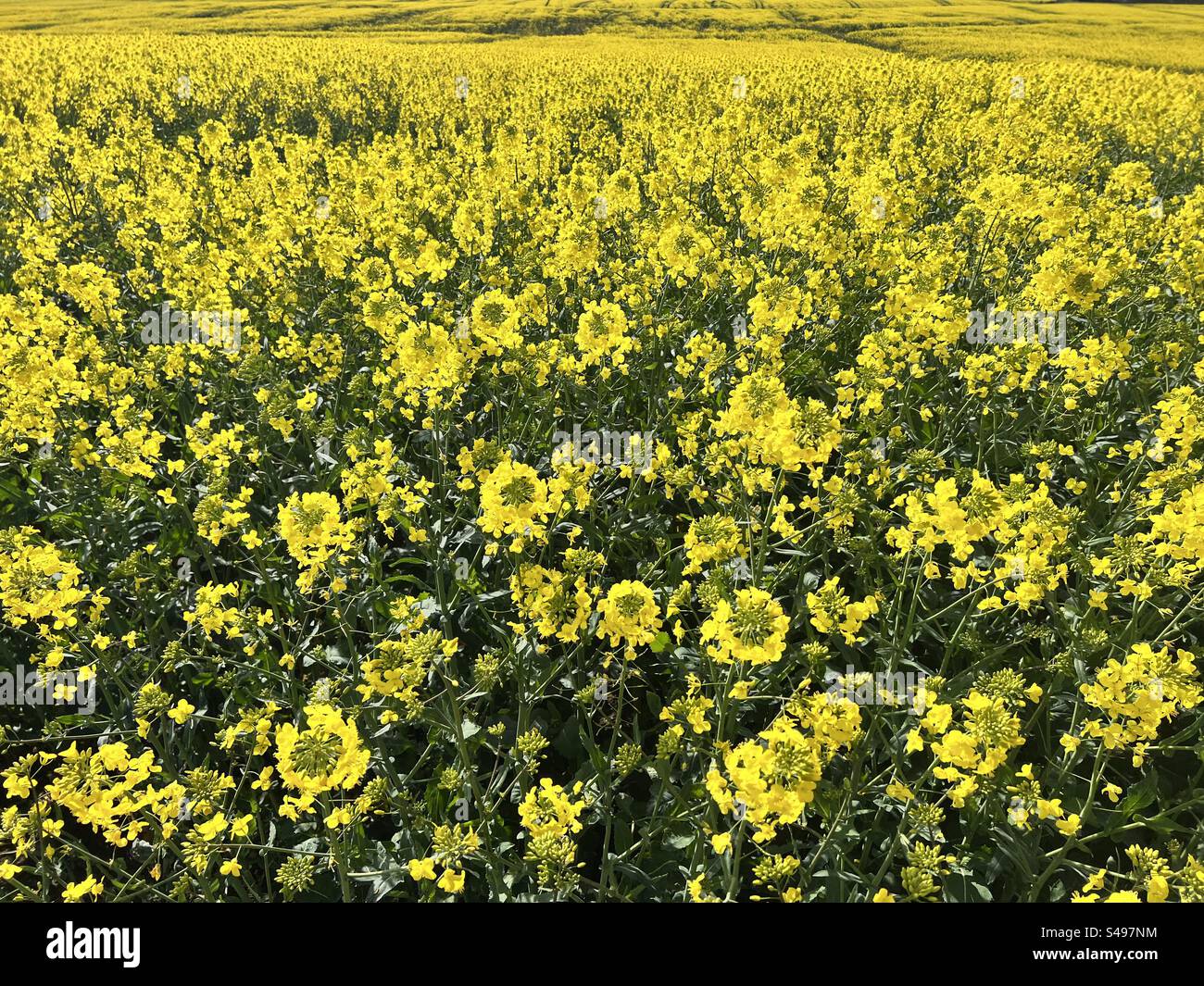 Yellow crops hi-res stock photography and images - Alamy