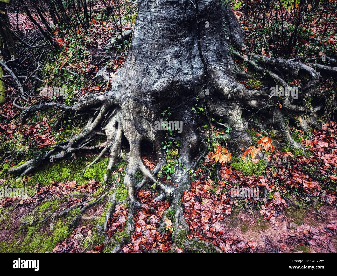 Old roots hi-res stock photography and images - Alamy