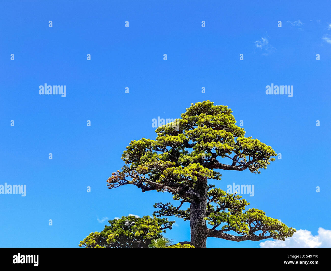 Low angle view of bonsai pine tree on blue sky with one white cloud ...