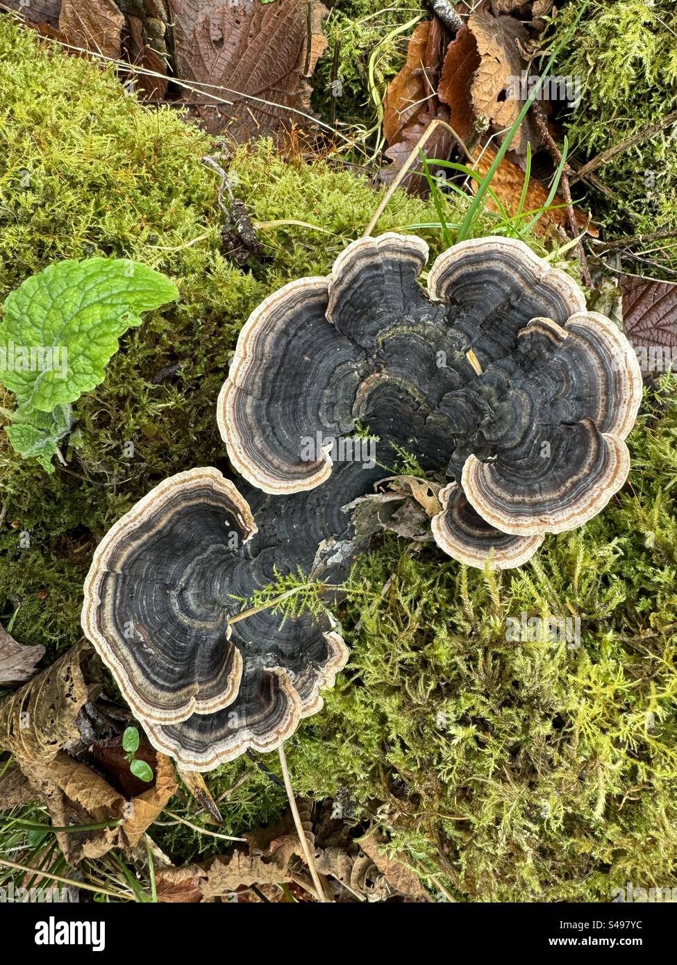 Black fungus on moss hi-res stock photography and images - Alamy