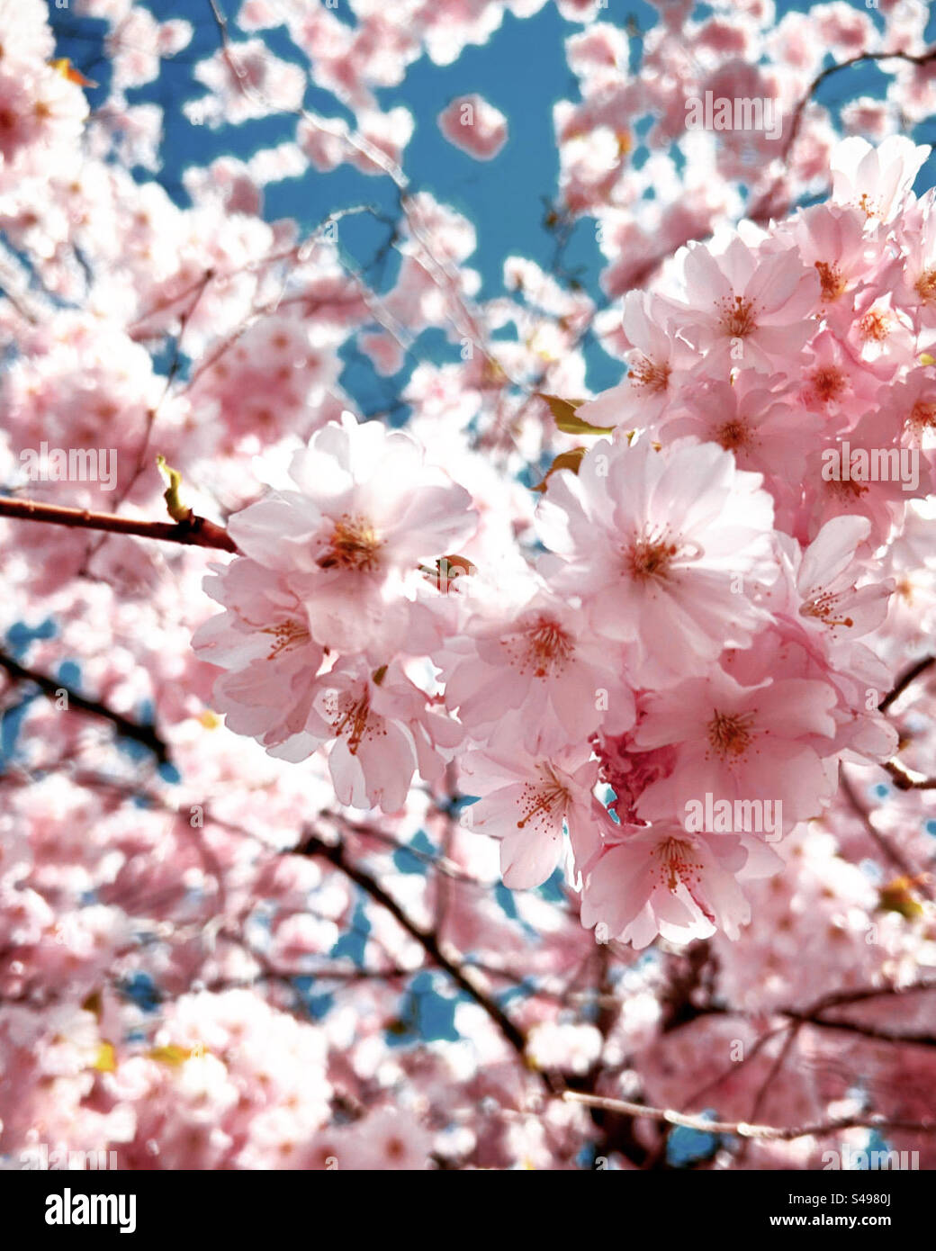 Tree with cherry blossoms hi-res stock photography and images - Alamy