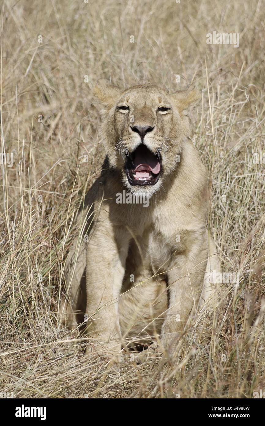 Young lion roaring in the African Savannah of Kenya. Lion’s call too ...