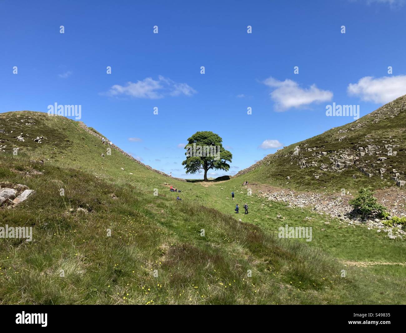 Sycamore gap northumberland hi-res stock photography and images - Alamy