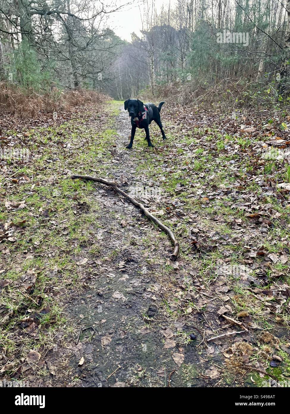 Springador hi-res stock photography and images - Alamy