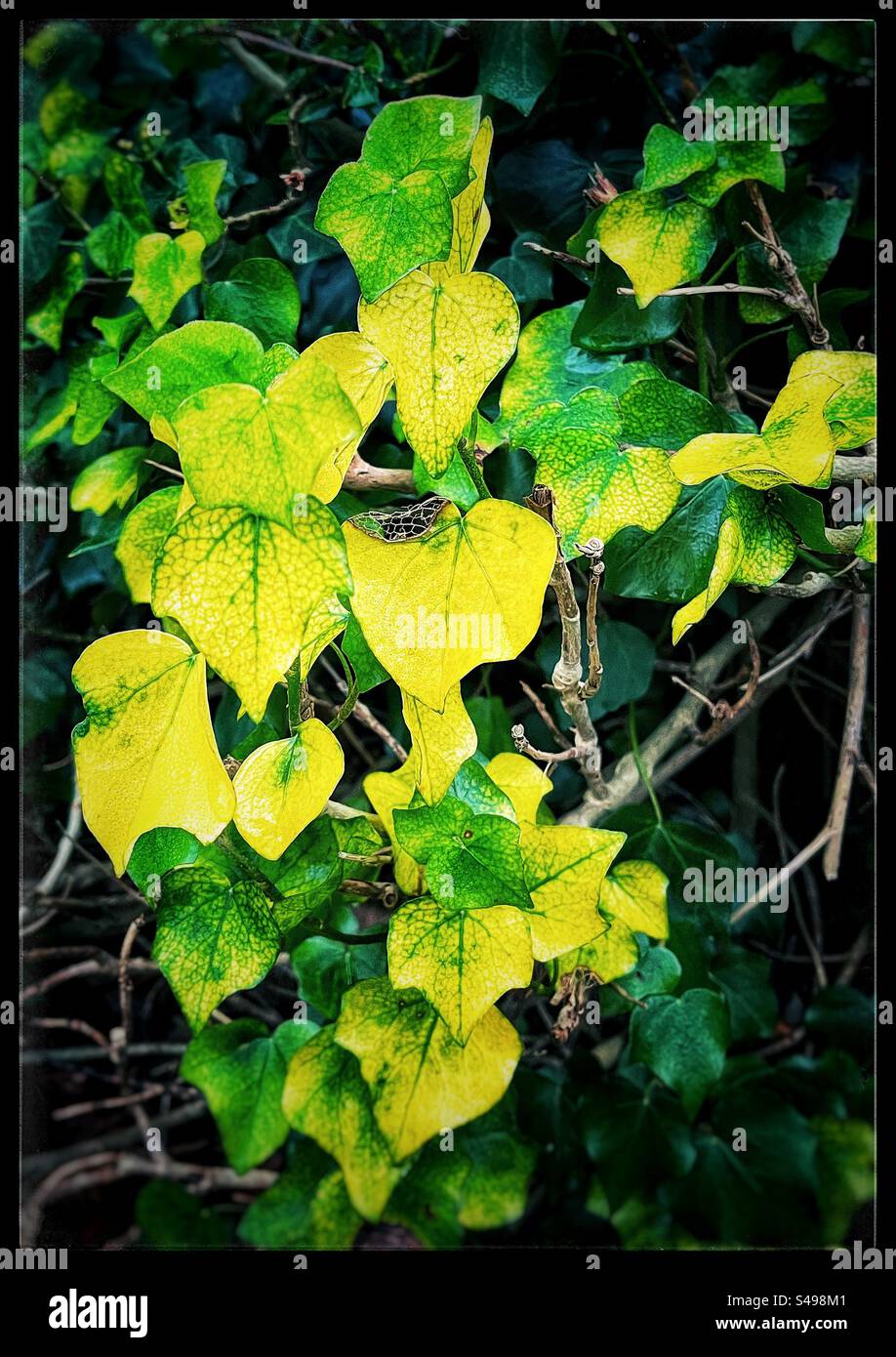 Yellow and green ivy hi-res stock photography and images - Alamy