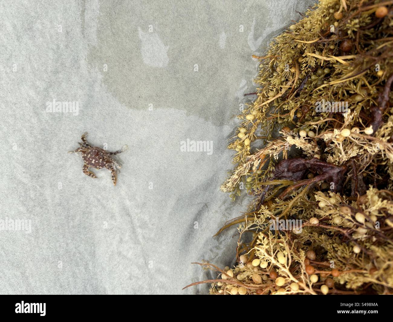 Crab home hi-res stock photography and images - Alamy