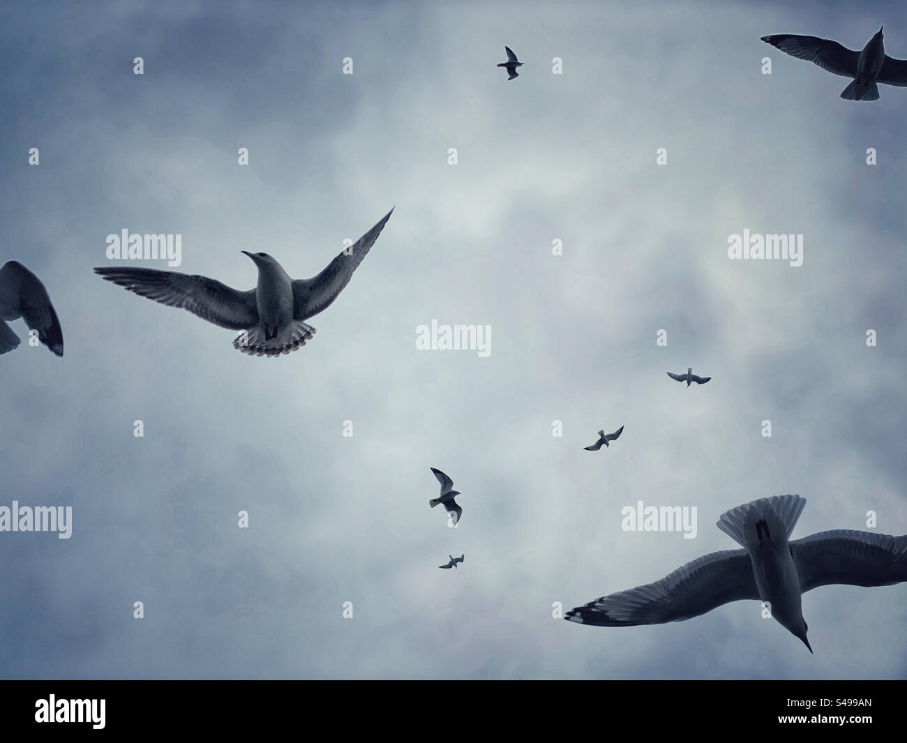 Seagulls in flight hi-res stock photography and images - Alamy