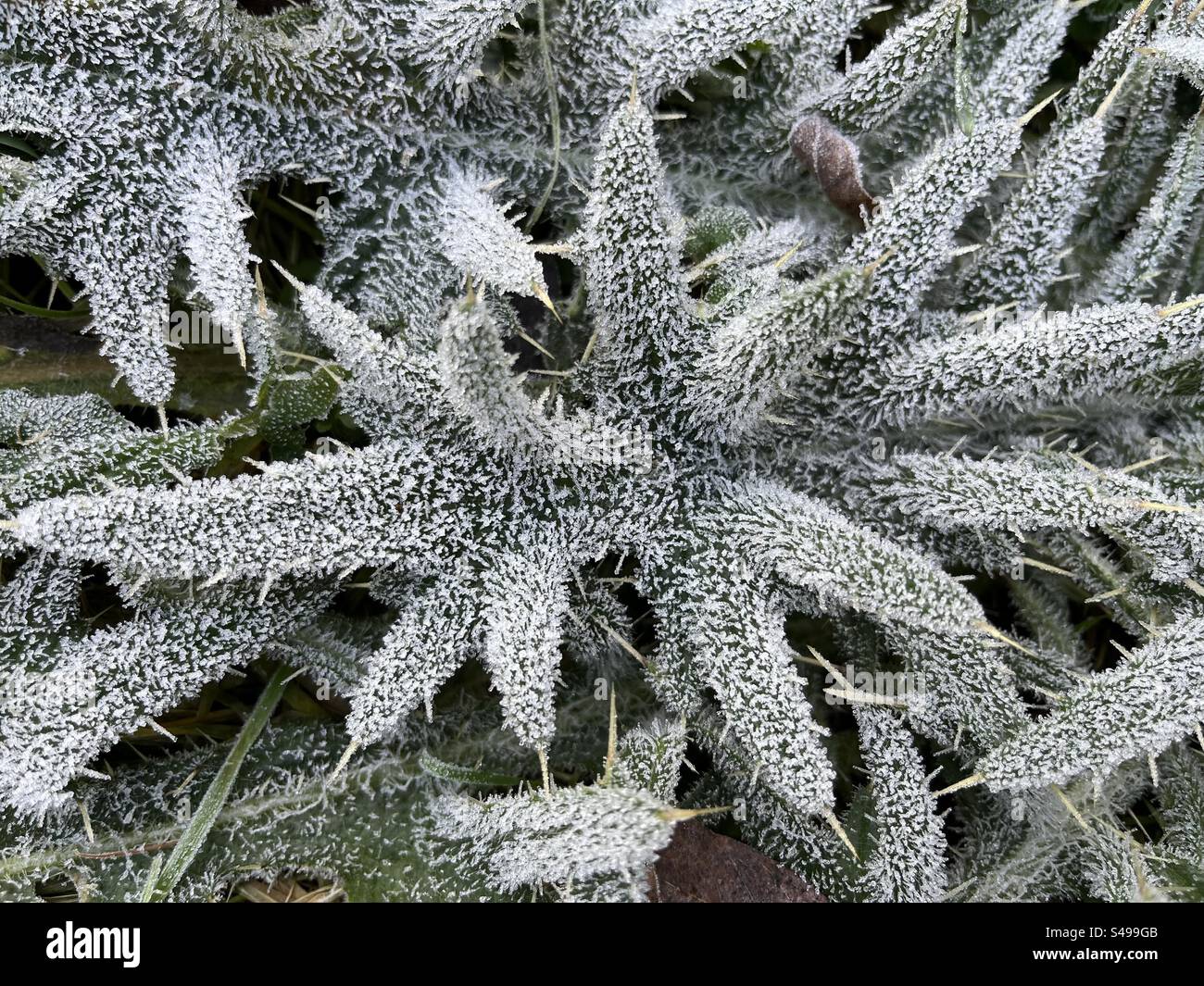 Frosty thistle leaves hi-res stock photography and images - Alamy