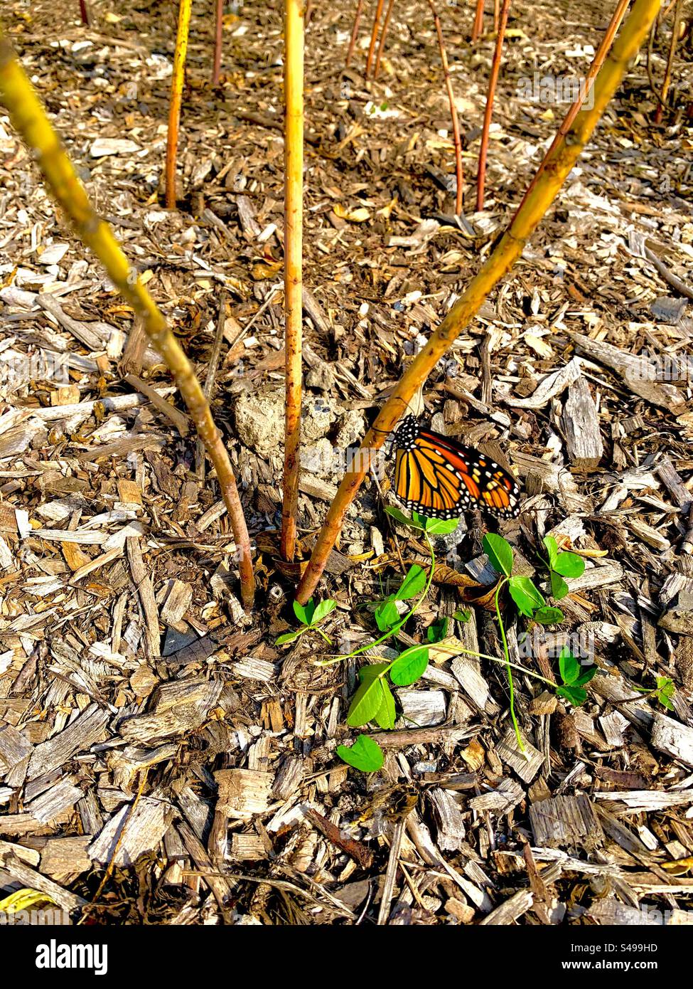 Stomach butterflies hi-res stock photography and images - Alamy