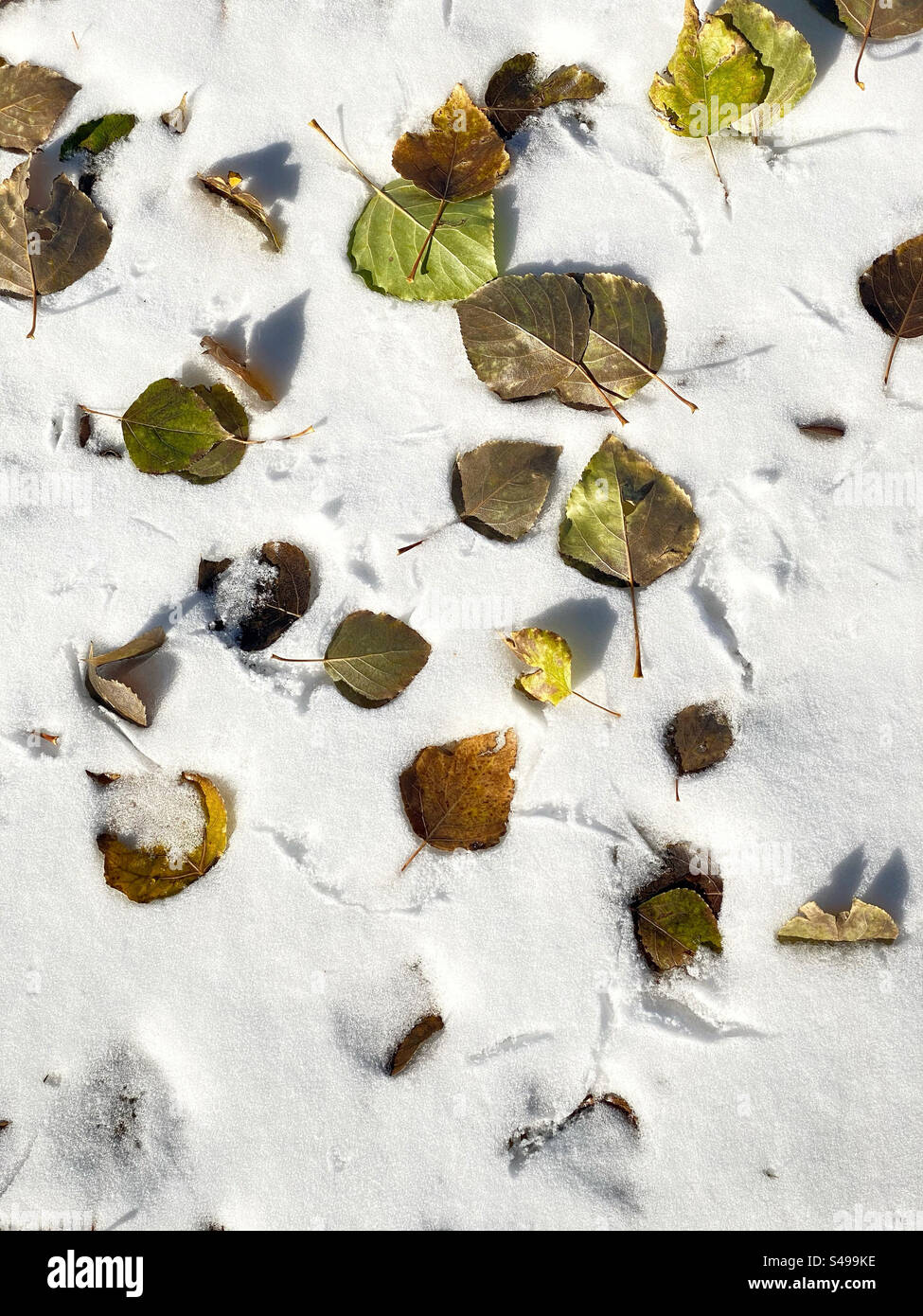 A variety of fallen leaves lie scattered on an early-season snowfall ...