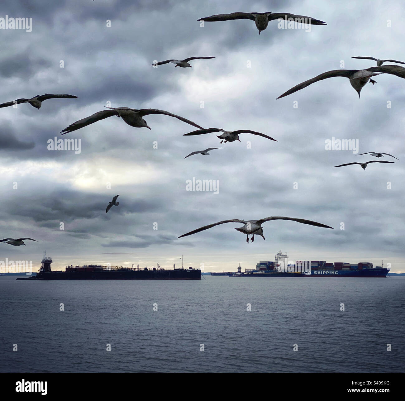 Seagulls ships hi-res stock photography and images - Alamy