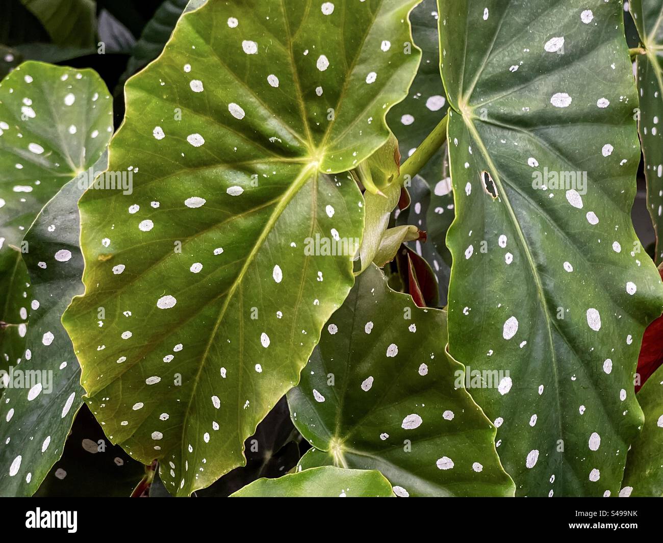 Full frame close-up of Begonia maculata/polka dot begonia leaves ...