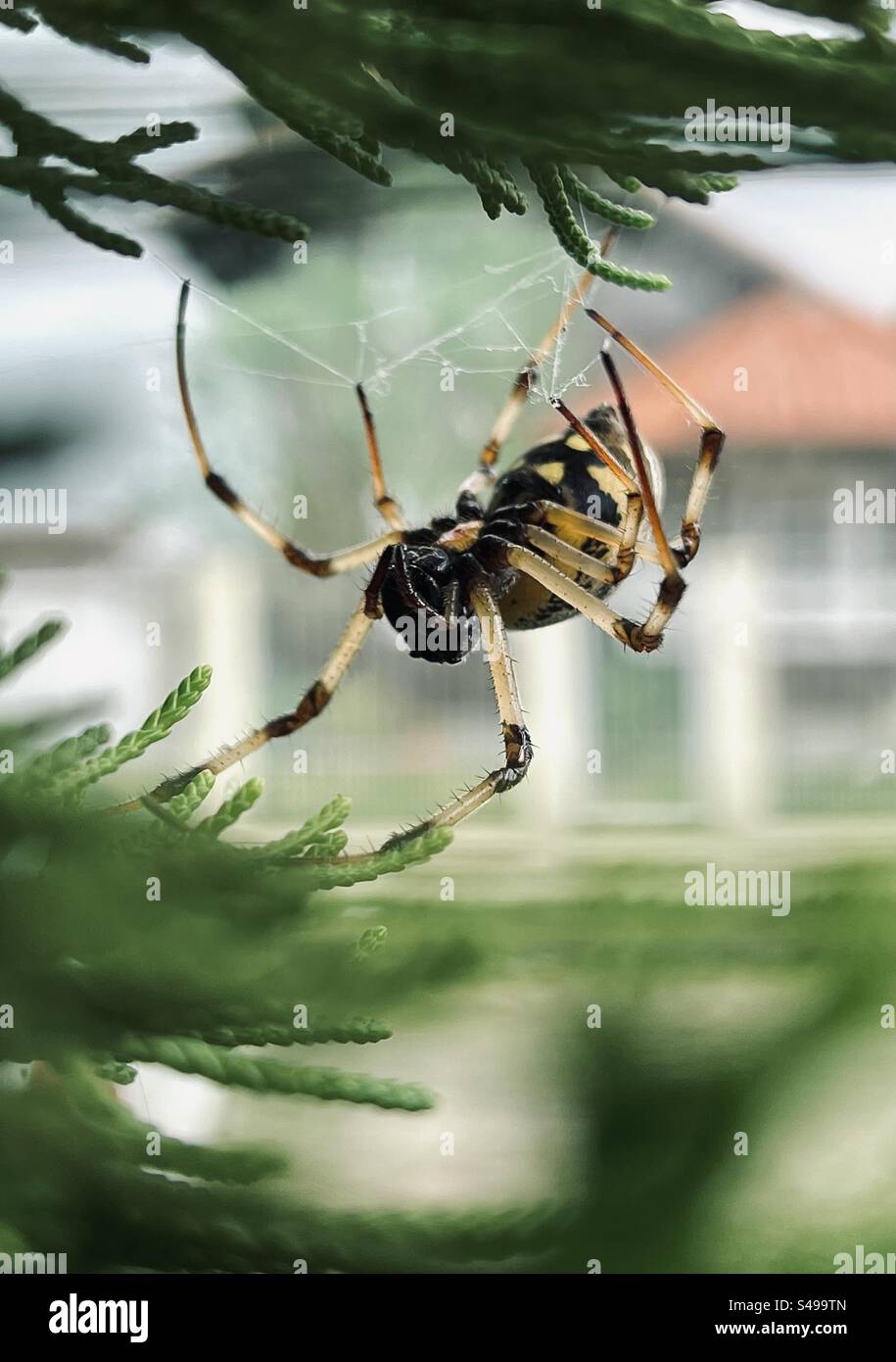 Spider web in juniper tree hi-res stock photography and images - Alamy