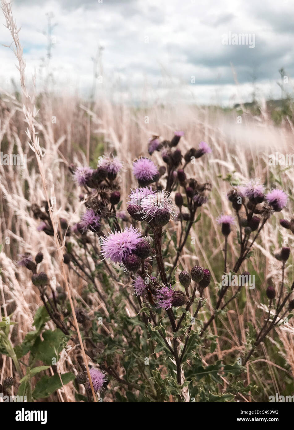 Purple wildflowers hi-res stock photography and images - Alamy