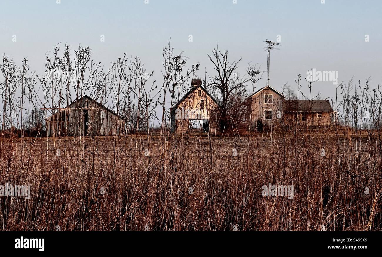 An abandoned farm in rural Illinois partially concealed by weeds and ...