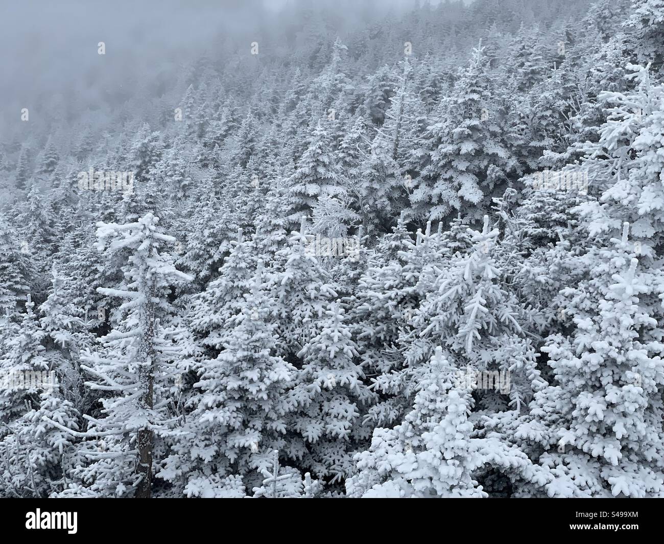 Trees draped in snow hi-res stock photography and images - Alamy
