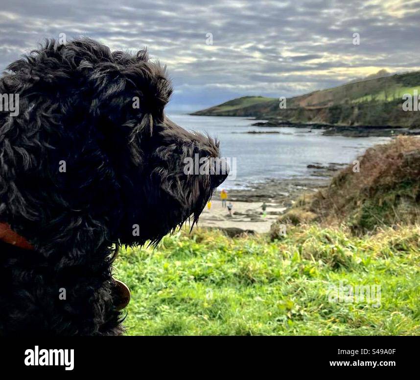 Black dog in the sea hi-res stock photography and images - Alamy