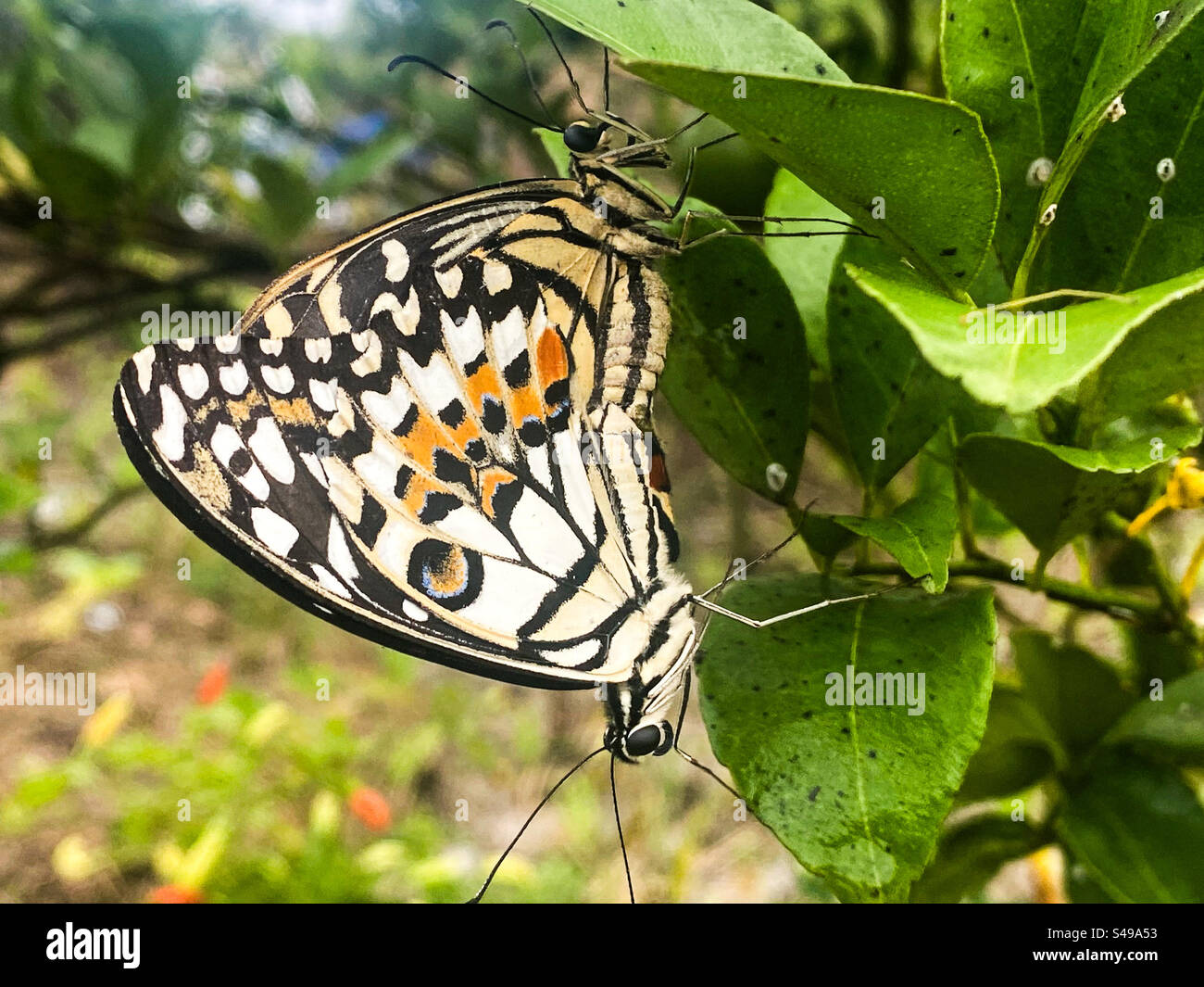 Rare and beautiful butterflies hi-res stock photography and images - Alamy