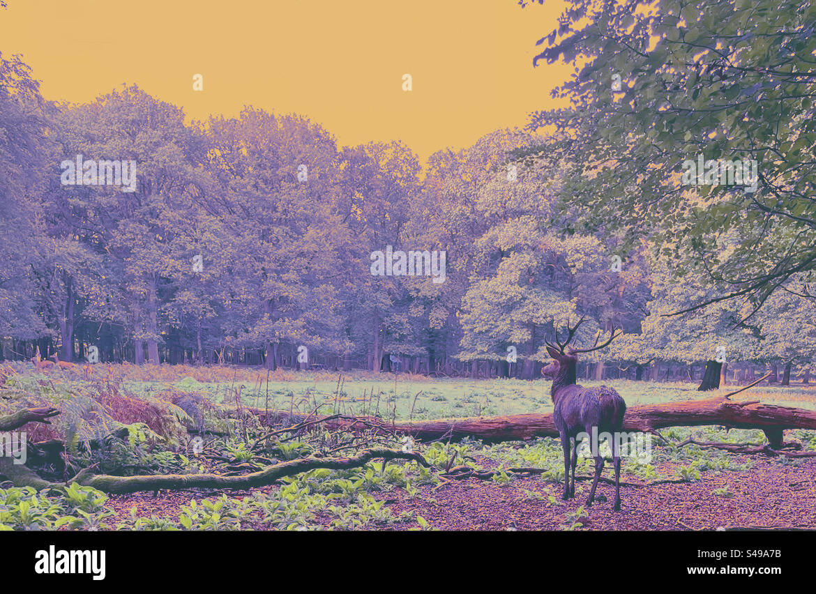 Jagd wald hi-res stock photography and images - Alamy