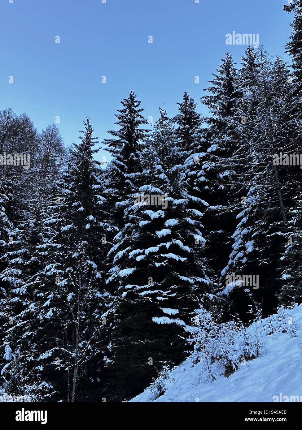 Trees and snow Stock Photo - Alamy