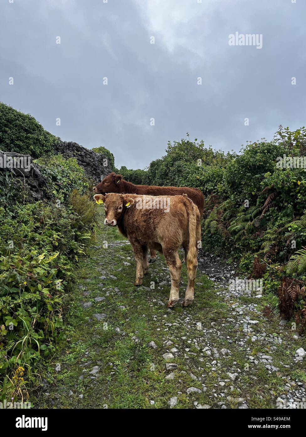 Aran Island cow traffic jam Stock Photo - Alamy