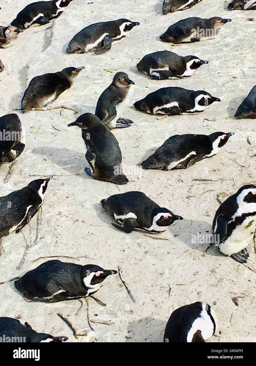 African penguins at boulder beach hi-res stock photography and images ...