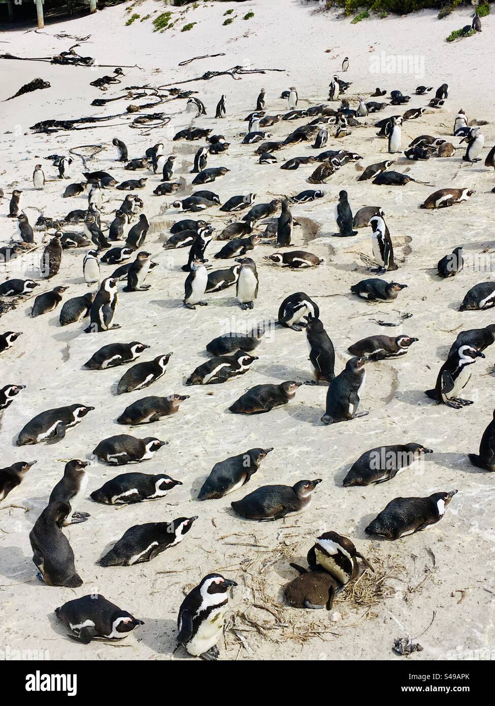 African penguins at boulder beach hi-res stock photography and images ...