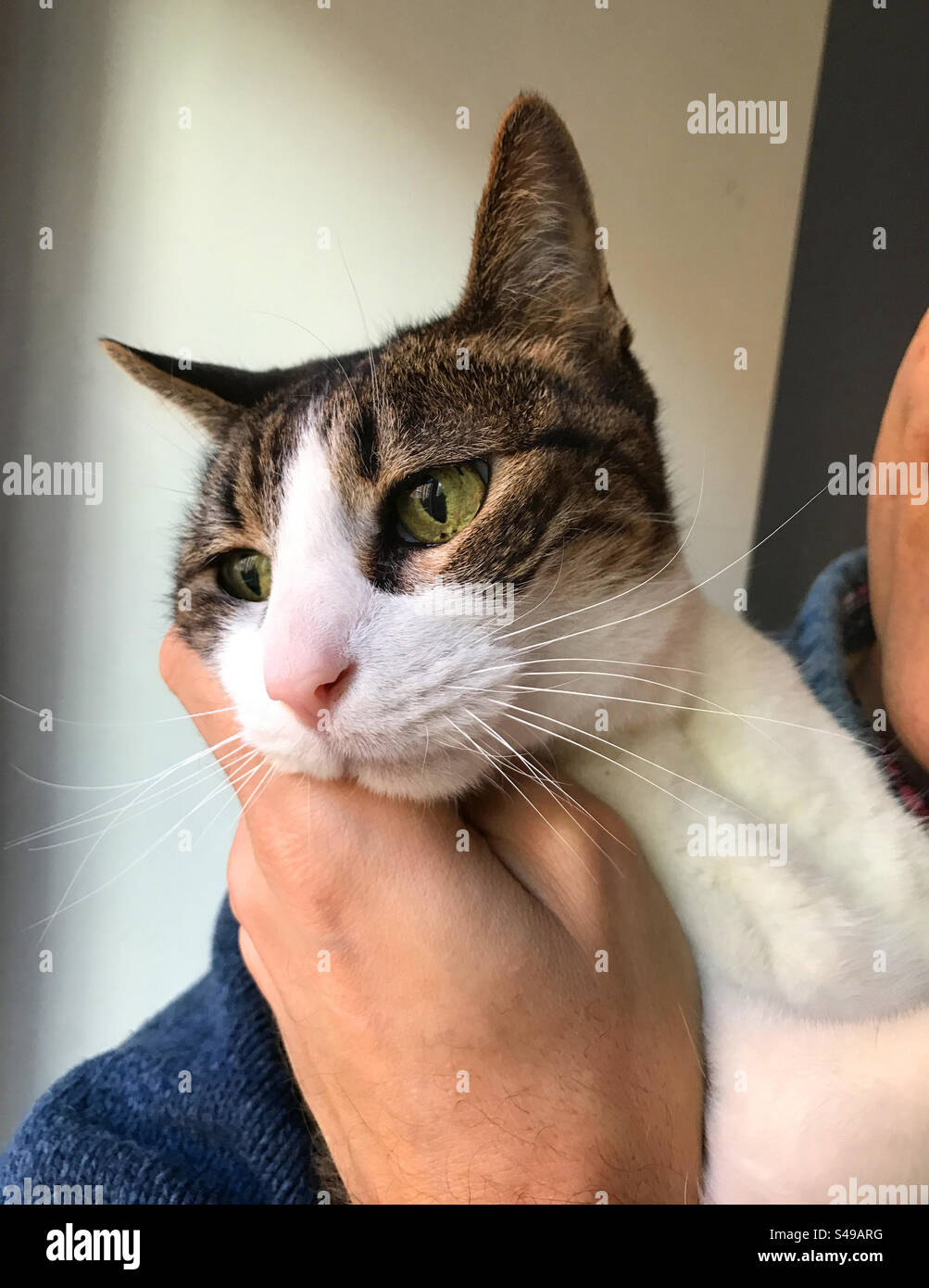 Cat at arms hi-res stock photography and images - Alamy