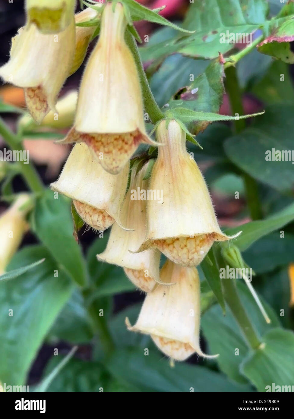 Digitalis purpurae hi-res stock photography and images - Alamy
