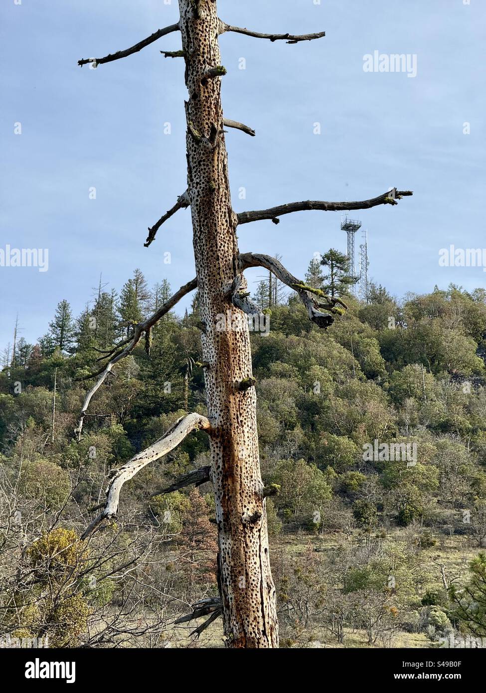 Acorn woodpecker storage hi-res stock photography and images - Alamy