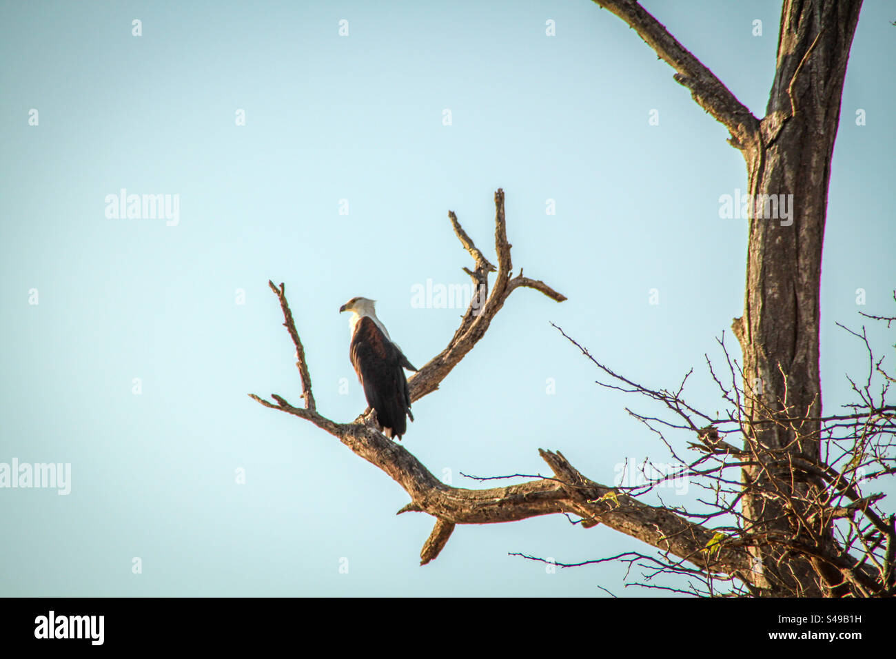 Eagle on dying trees branch in Botswana Stock Photo - Alamy