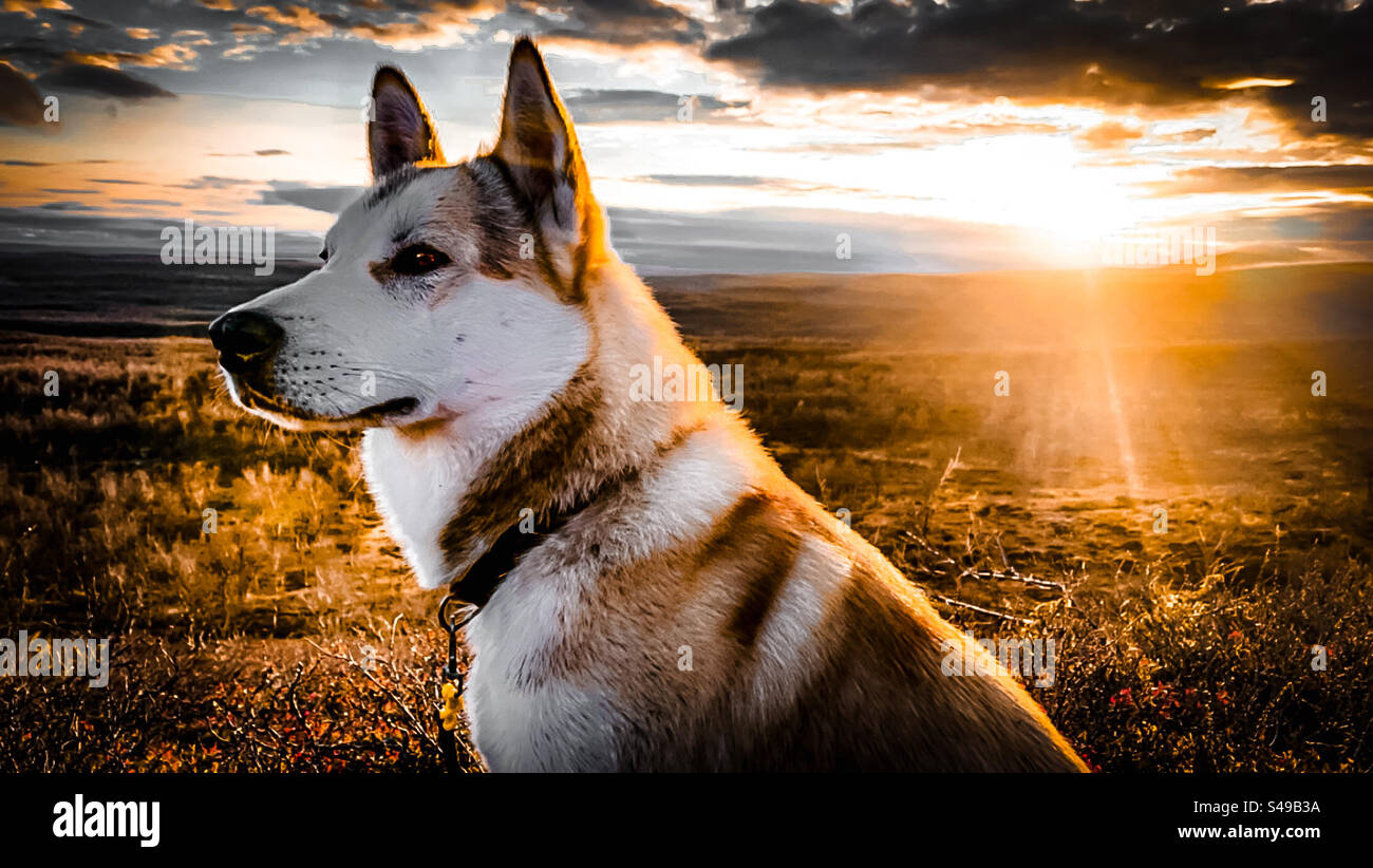 Dog golden hour hi-res stock photography and images - Alamy