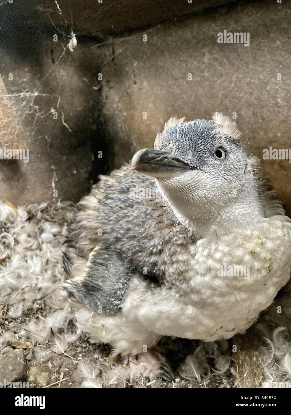 The oamaru blue penguin colony hi-res stock photography and images - Alamy