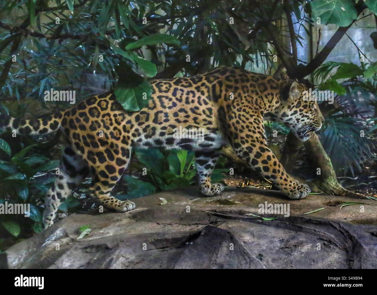 Jaguar teeth hi-res stock photography and images - Alamy