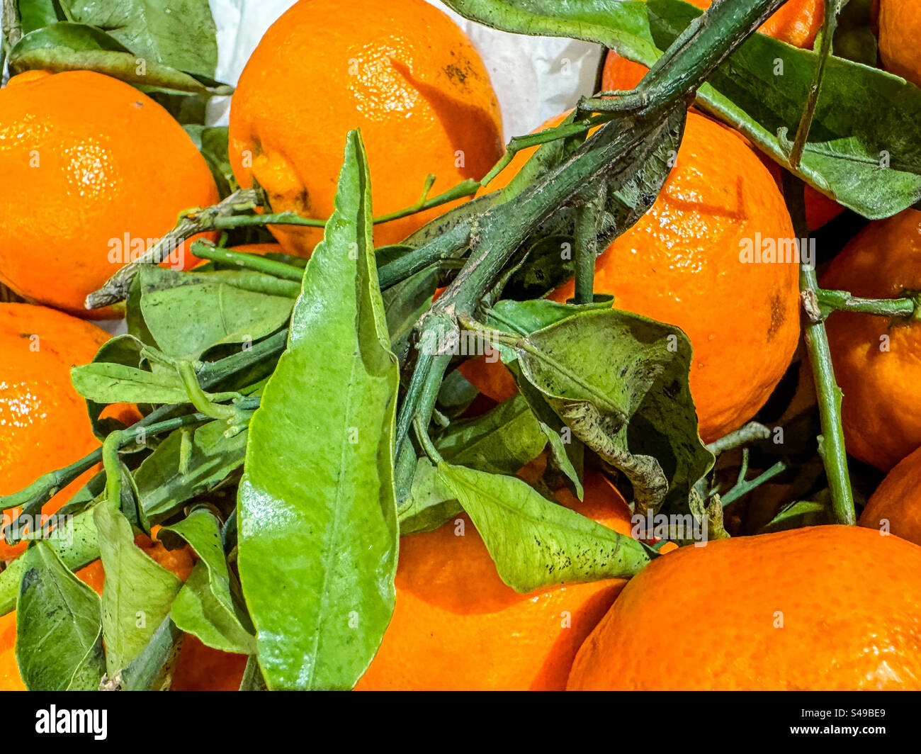 Oranges leaf hi-res stock photography and images - Alamy