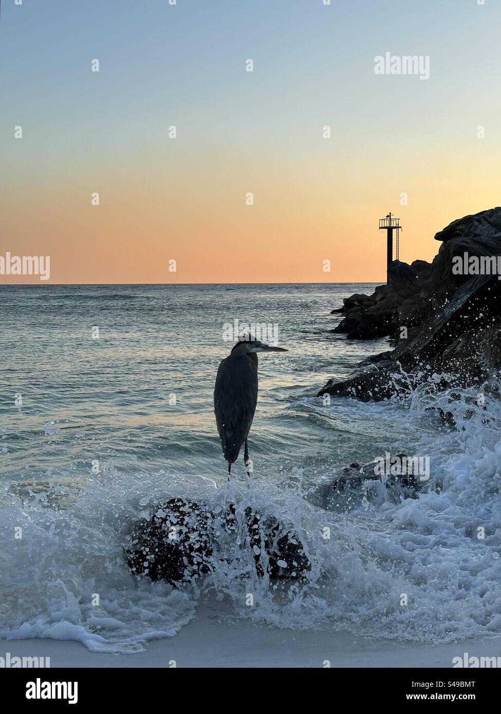 Heron standing on jetty hi-res stock photography and images - Alamy