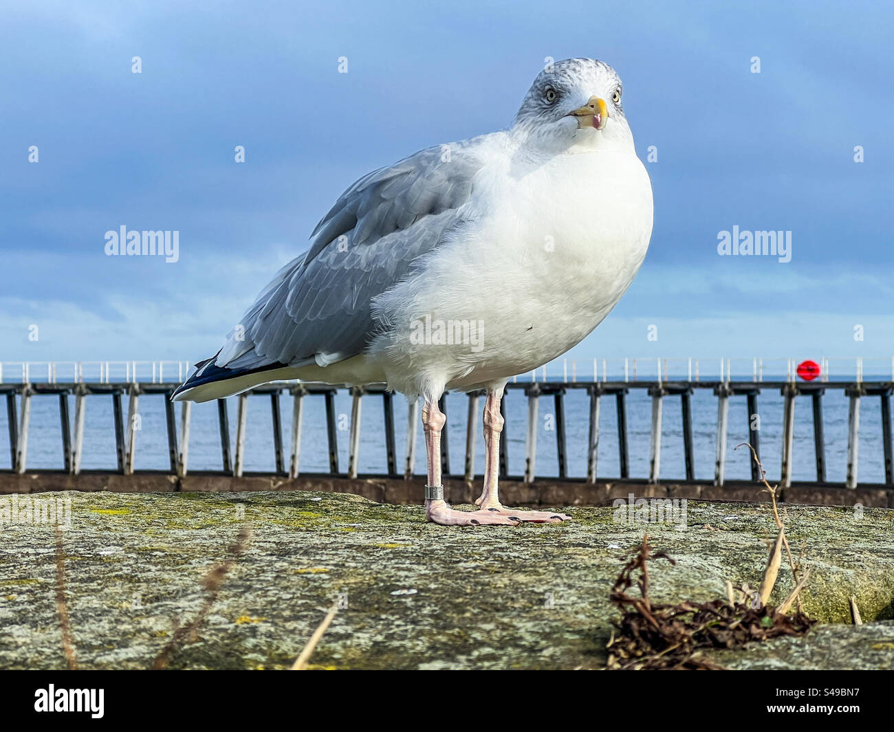 Whitby bird hi-res stock photography and images - Alamy