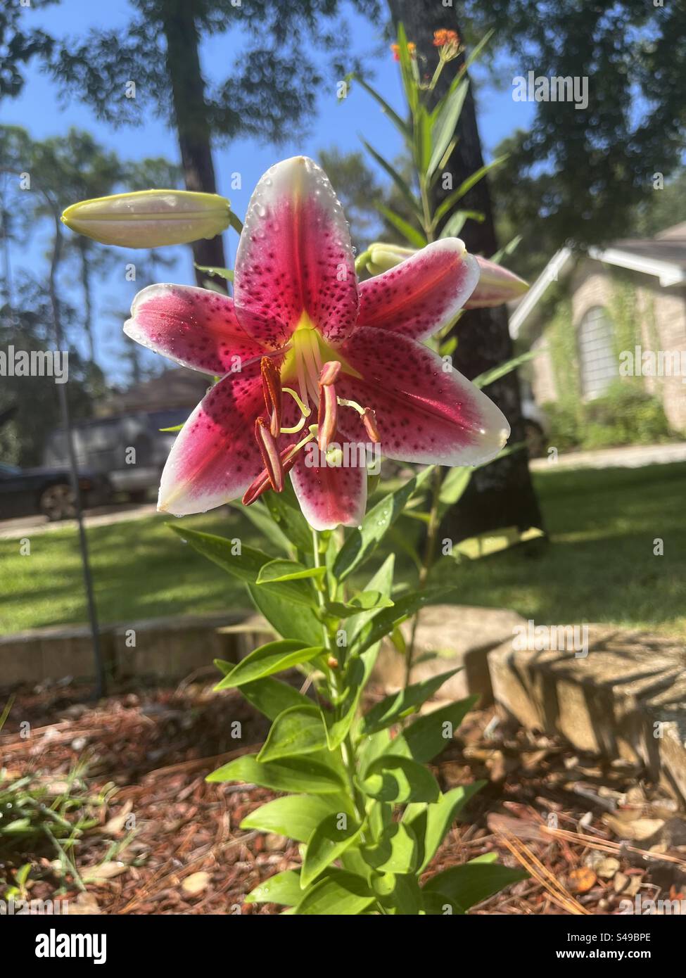 Sg lily hi-res stock photography and images - Alamy