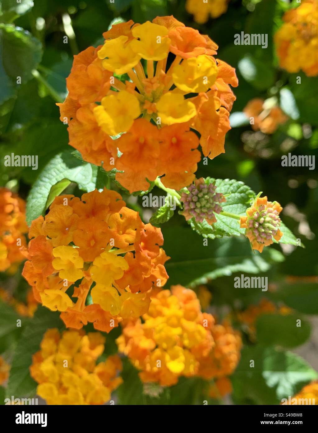 Vivid orange Lantana verbena flowers Stock Photo - Alamy
