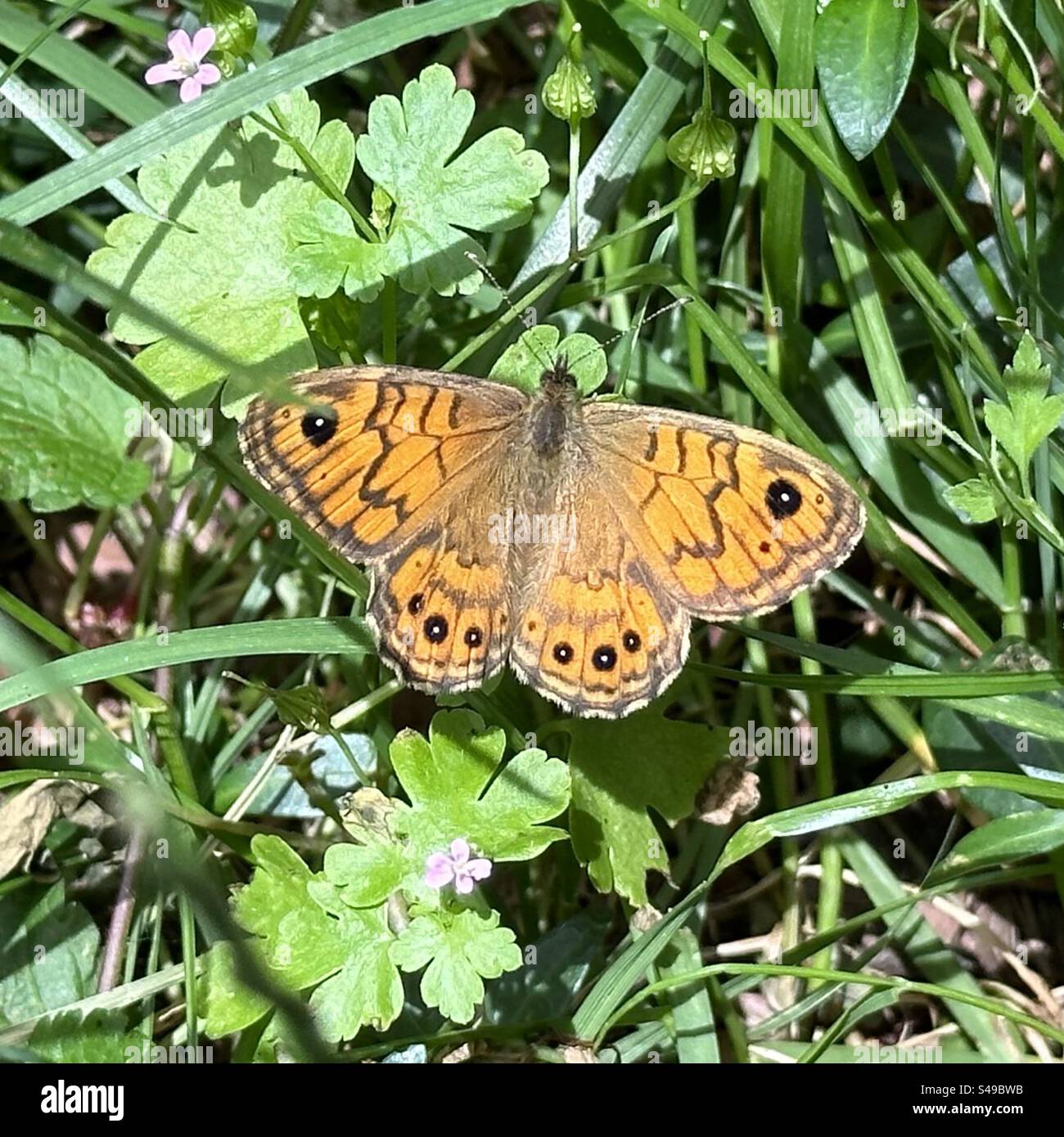 Una foto hi-res stock photography and images - Alamy