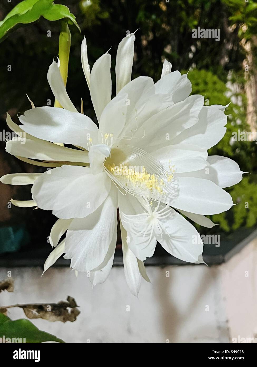 Night flower hi-res stock photography and images - Alamy
