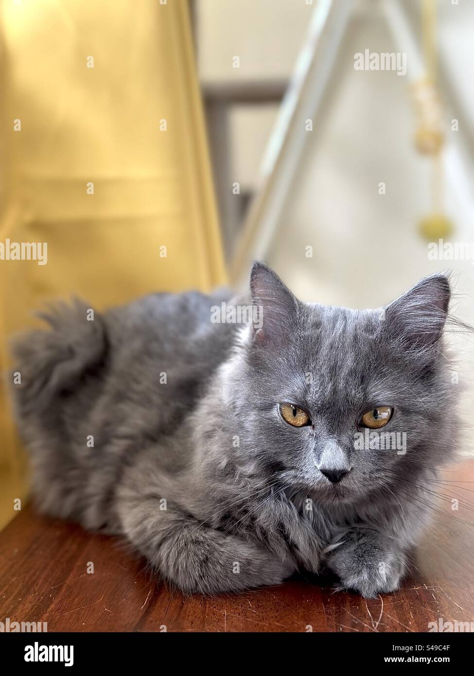 Persian kitten blue hi-res stock photography and images - Alamy
