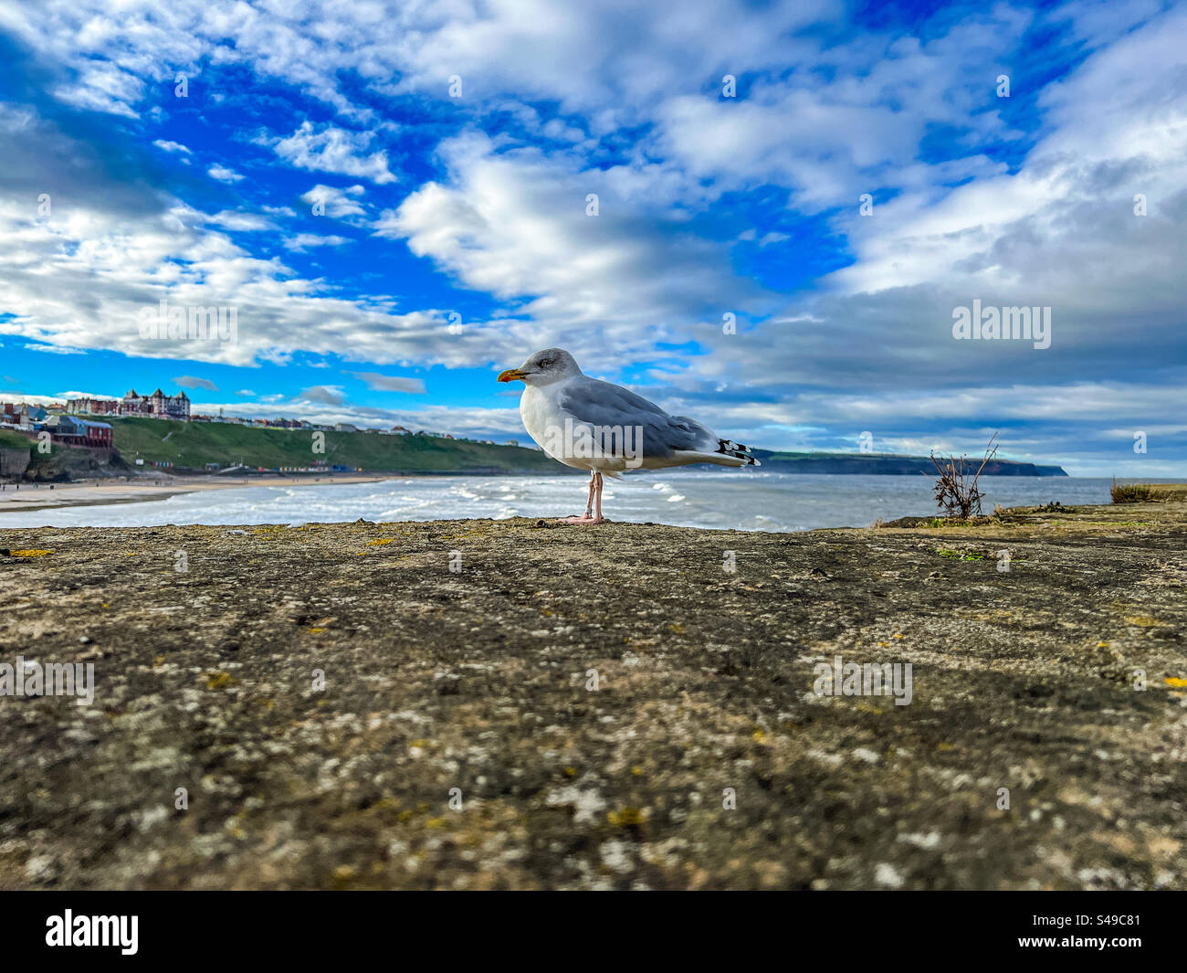 Seagull overlooking the North Sea at Whitby in North Yorkshire Stock ...